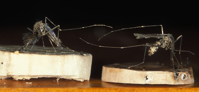 Inkfish: Jumping Vampire Spiders Choose Victims by Headwear