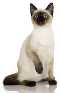 Siamese Cats Home - your cat will be happy!