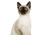 Siamese Cats Home - your cat will be happy!