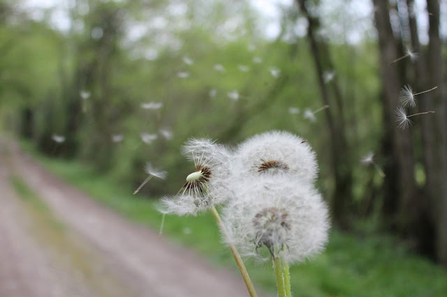 Pappus, sur Clematis