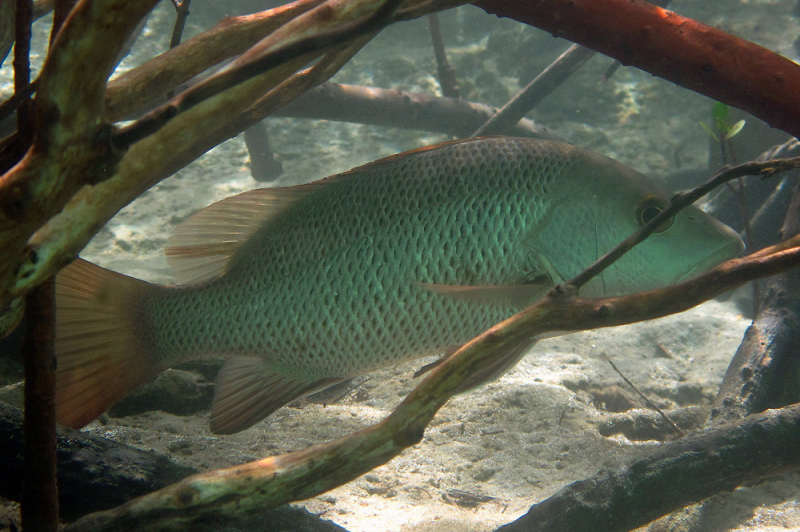 Mangrove Jack Si Kakap Penghuni Bakau - Nakama Aquatics
