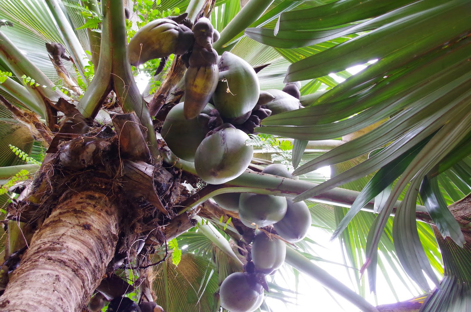 Trees and Plants: Double Coconut (Kelapa Laut)