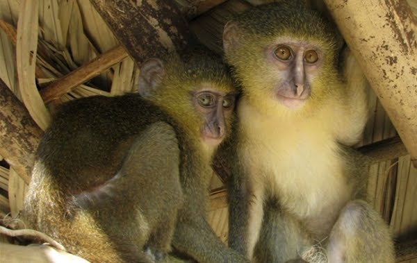 White Wolf : New monkey species identified in Democratic Republic of Congo