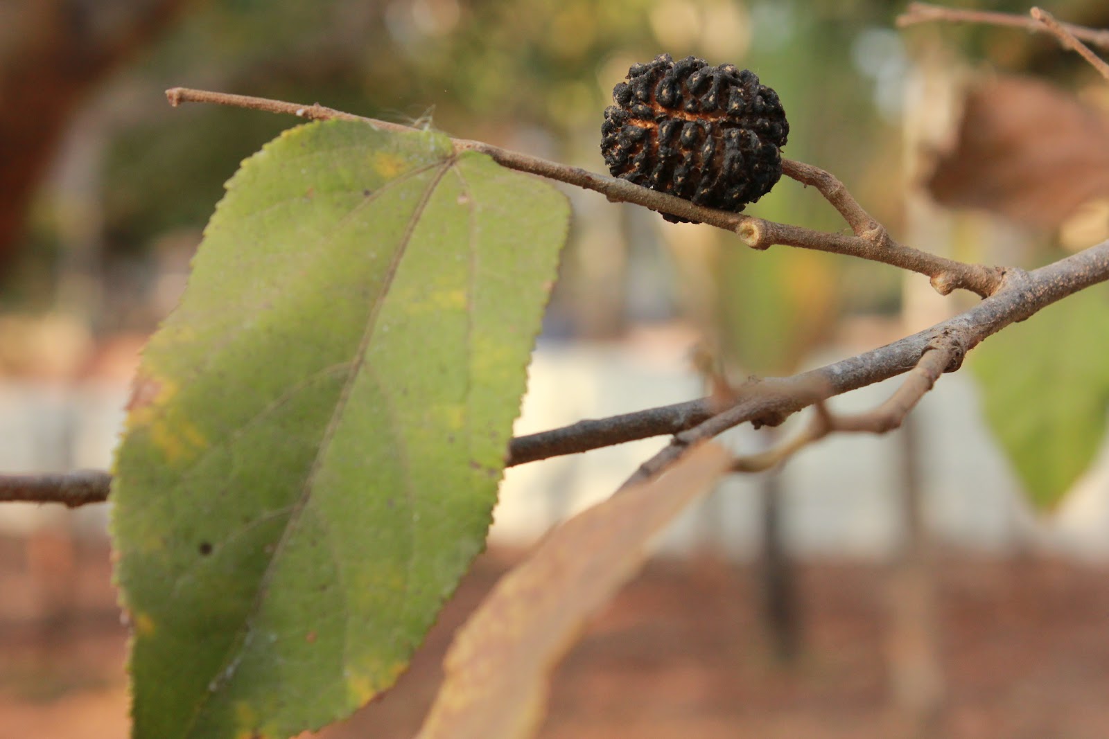 Life at Dharwad: Badrakshi