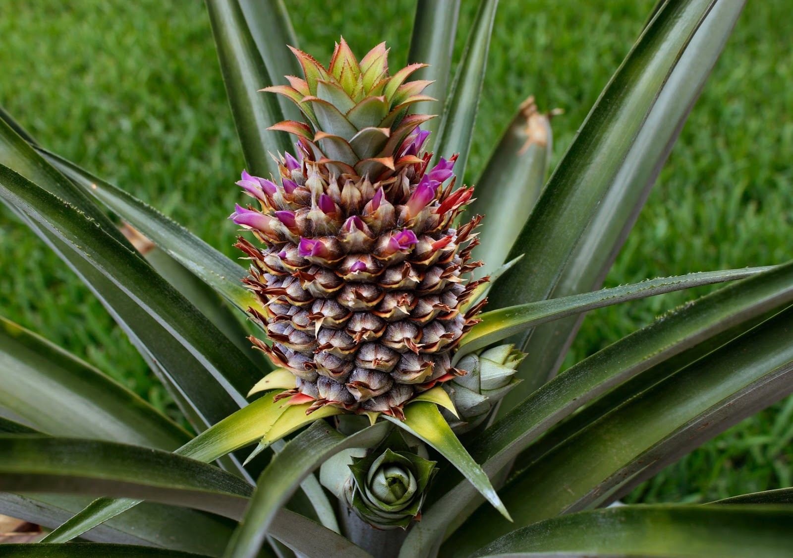 Intelliblog: ALL ABOUT THE PINEAPPLE