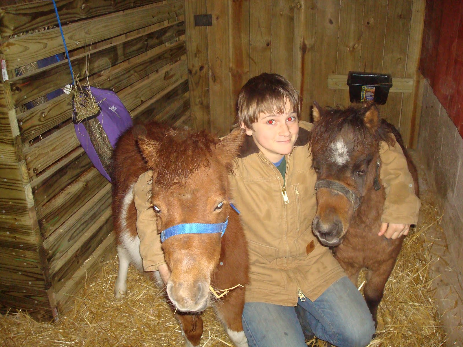 Hectichousehold: Miniature Horses Have Arrived