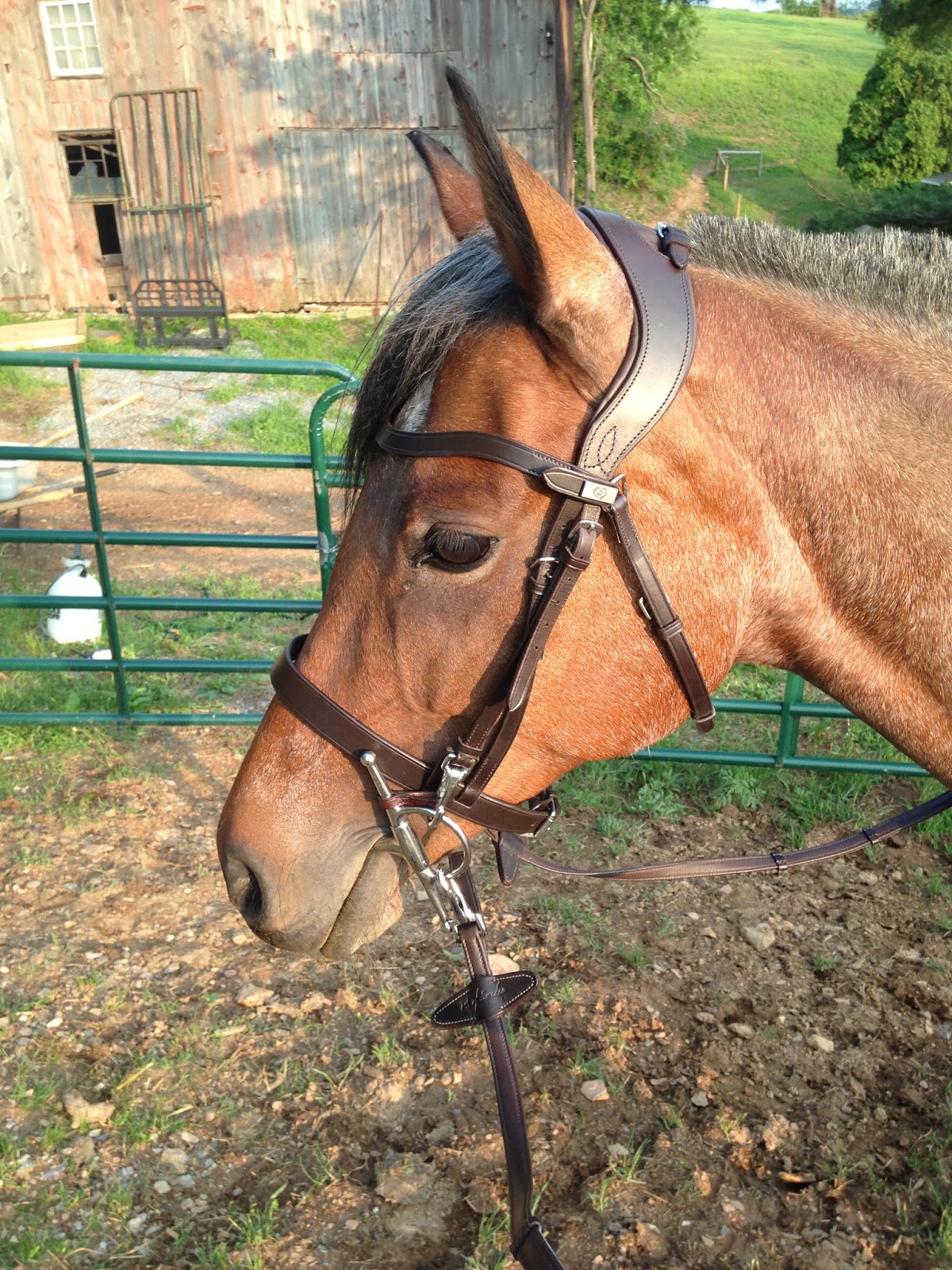 Trail horses of a different color: PS of Sweden tack: Updated review