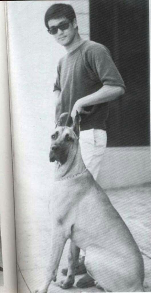 PERROS Y GATOS FAMOSOS: EL NUEVO HOLLYWOOD Y SUS PERROS Y GATOS II.