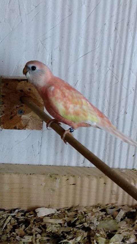 The Splendid Bourke Bird Blog: Rubino Bourke with Dark Eyes!