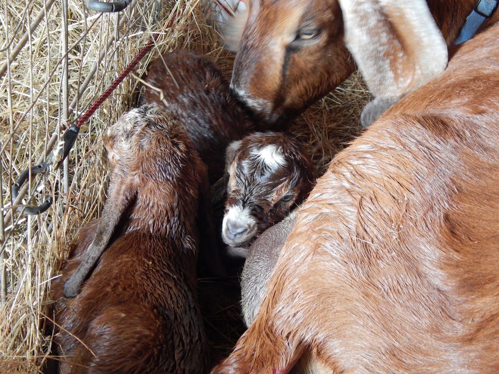 Thoughts from Frank and Fern: Copper's Babies & Other Goat Lore