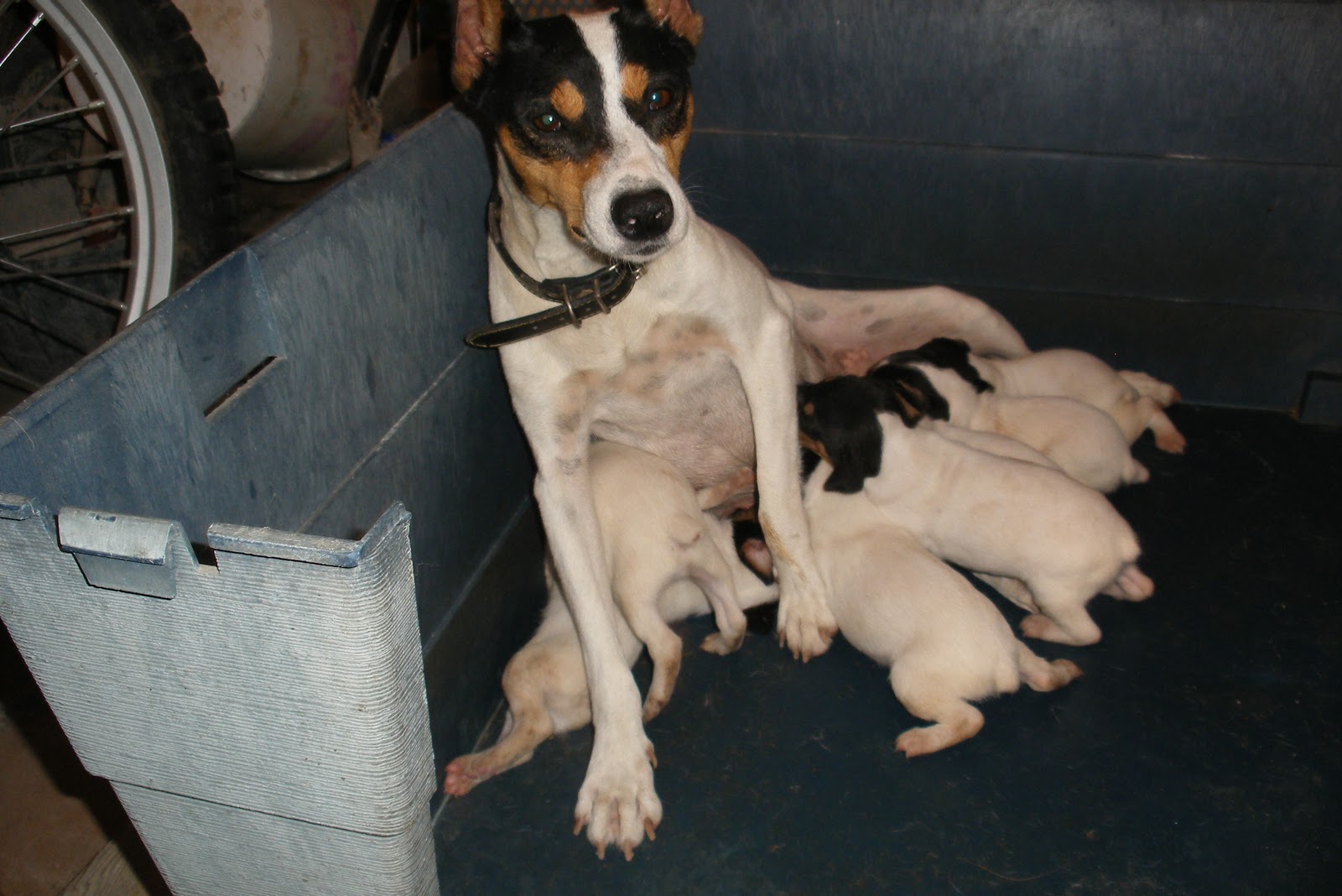 YORKSHIRE DE PURA RAZA: VENTA DE CACHORROS RATONEROS BODEGUEROS