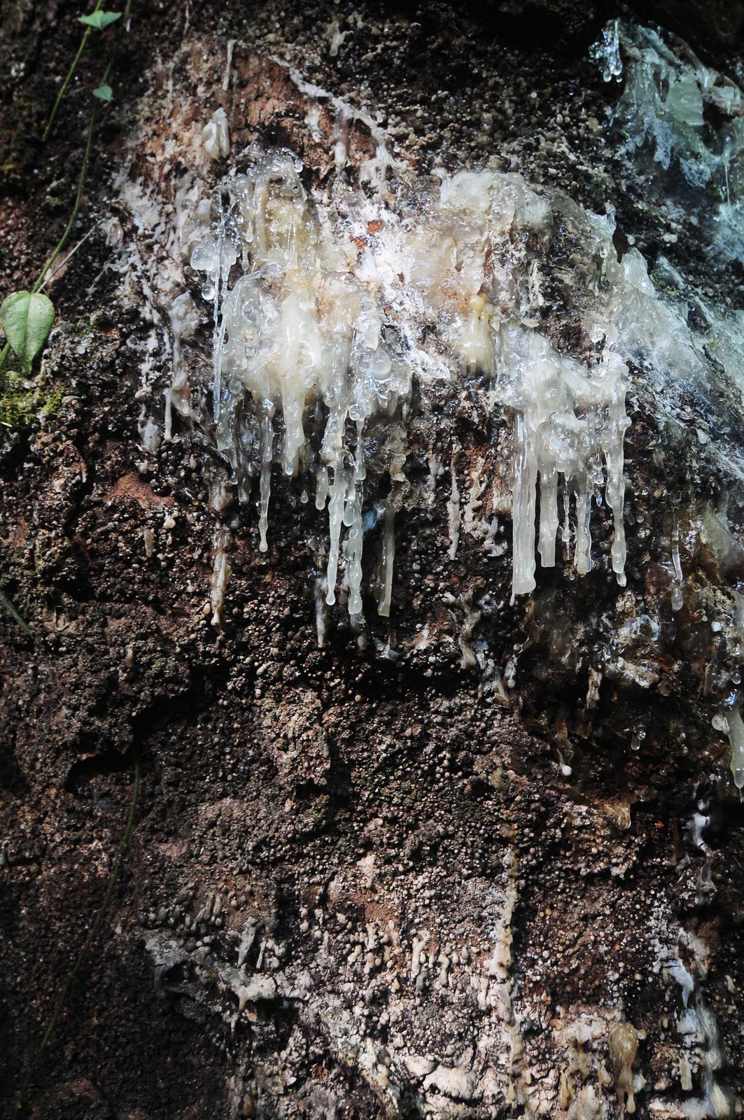 indonesian backpackers: Getah Damar Gantinya Parafin