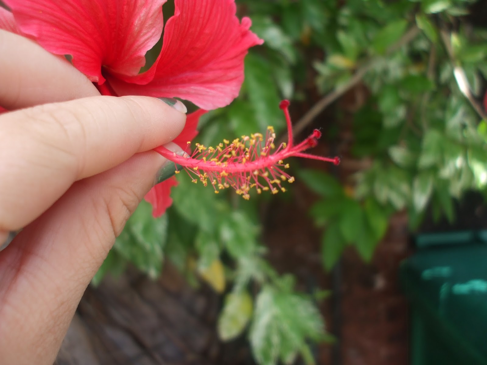 AP Bio Summer Assignment Part IV: Photo Scavenger hunt