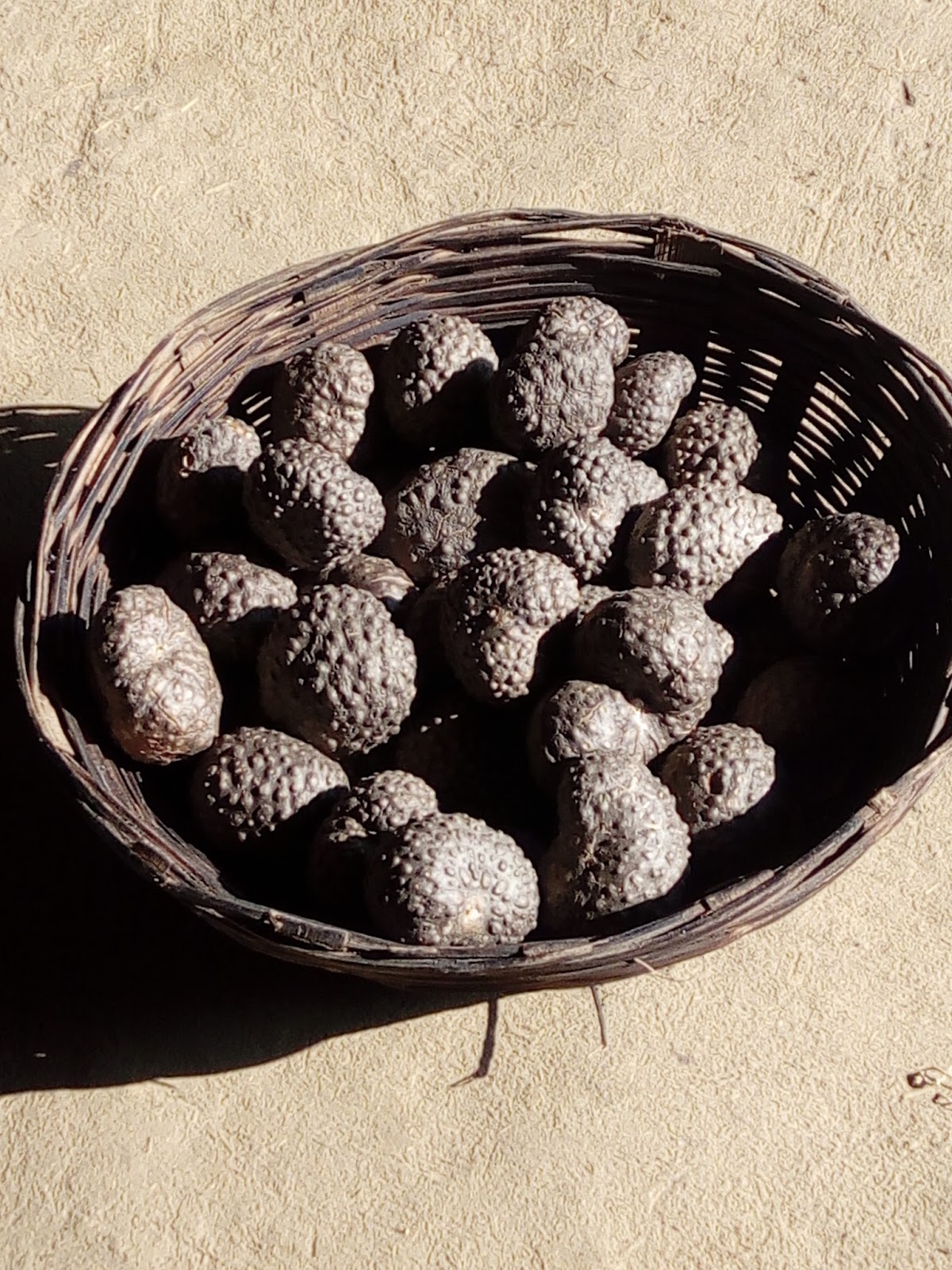 Anaarkali - The Saga of Bhil Adivasi Indigenous People: The Fruit of ...