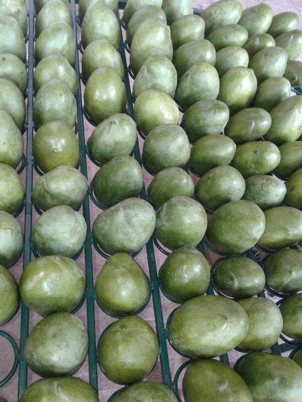 Fresh Mango Export from Pakistan