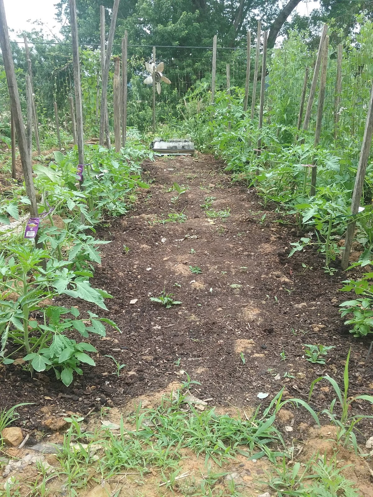 Vegans Living Off the Land: Blueberry & vertical trellis biodiverse garden