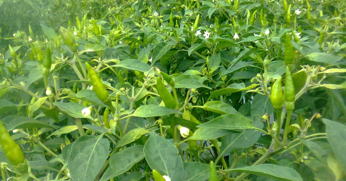 Ide 29+ Kebun Cabe Rawit