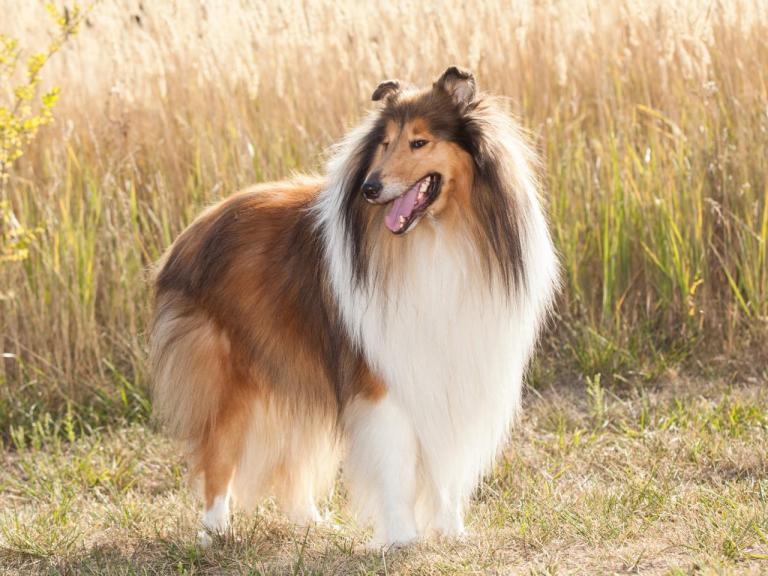 MorsoRosso: LE 47 RAZZE CANINE PIU' FAMOSE