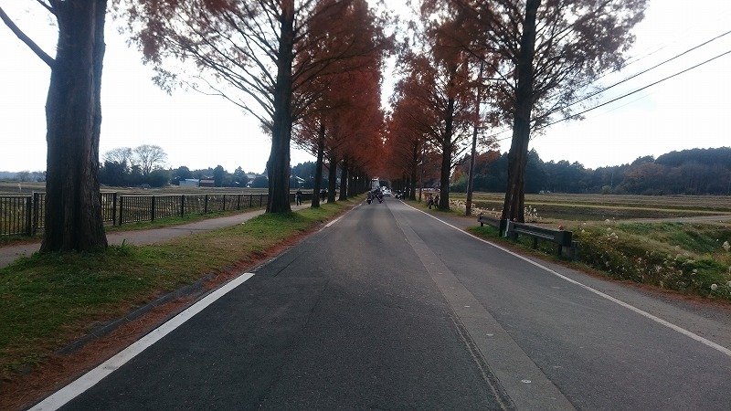 がるーだのターコイズ スポーツスター (garuda's turquoise sportster): 2016