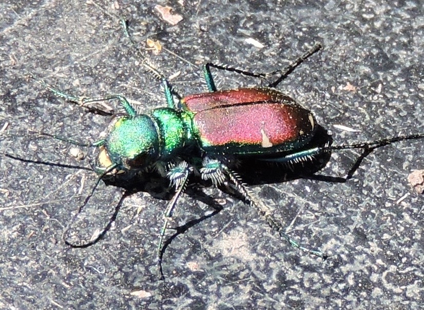 Springfield Plateau: Splendid Tiger Beetle