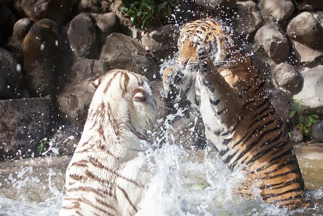 Tourism In El Salvador : Fundacion Refugio Salvaje (FURESA)