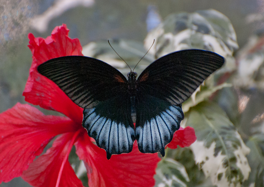 Postcards from Sussex: Hunting for the Golden Birdwing