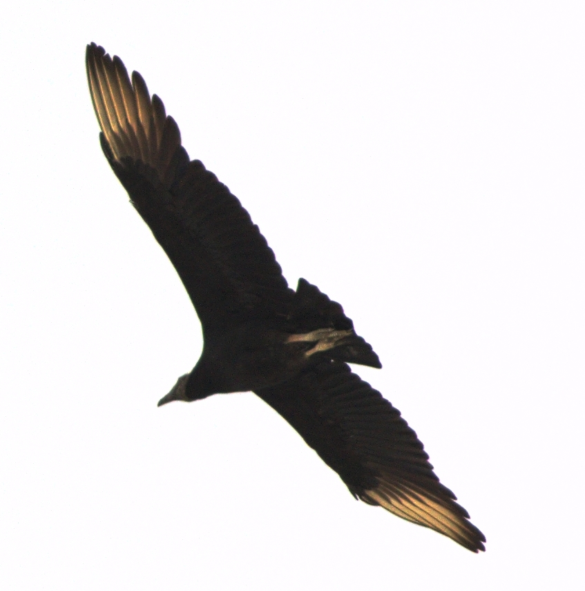 Coragyps atratus alias Golero, Gallinazo, Chulo