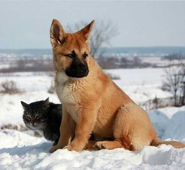 Kata siapa kucing dan anjing tidak bisa bersahabat??? | POJOK KUCING