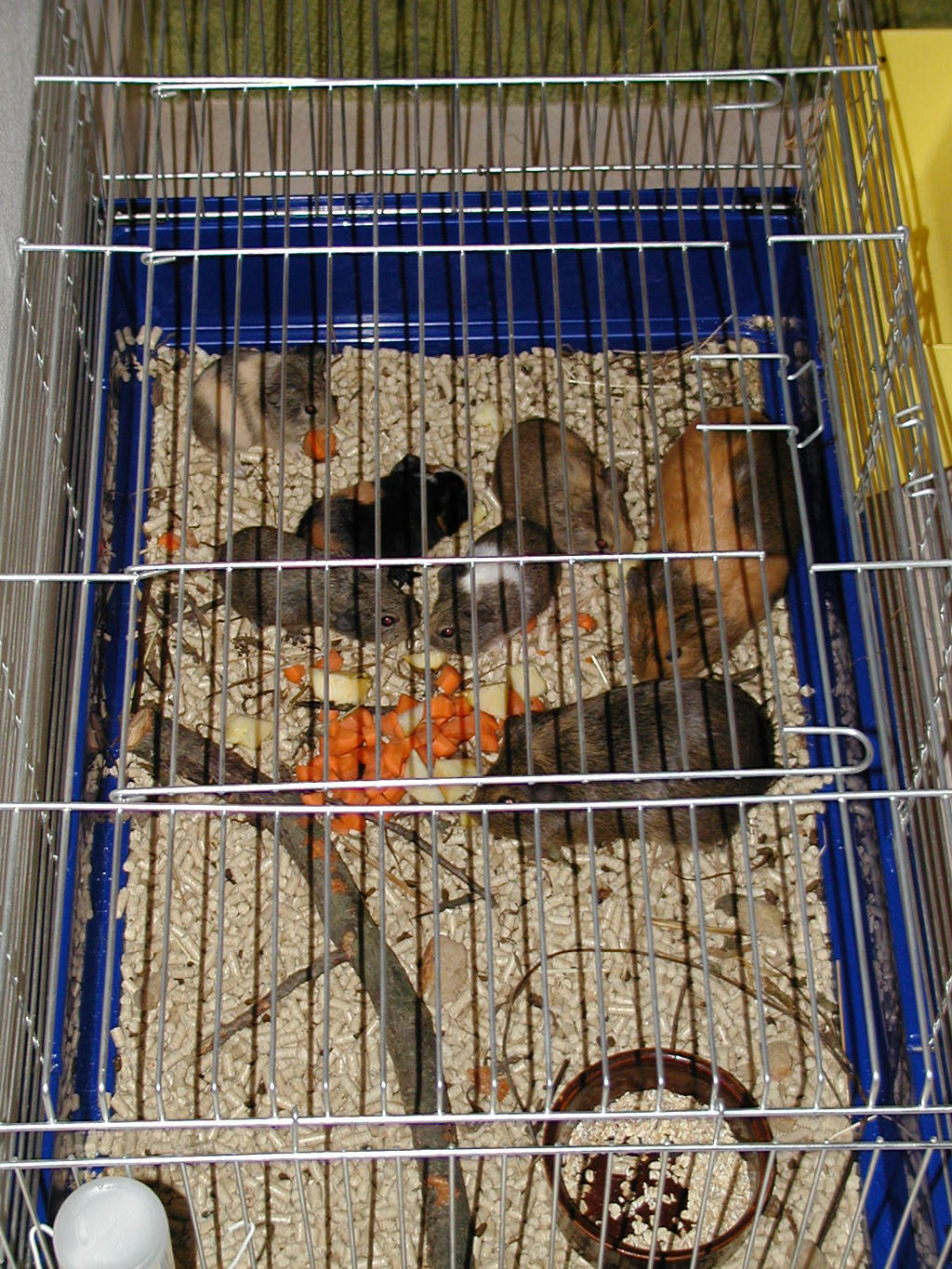 Smalsoft: Máme morče, morčata, mláďata