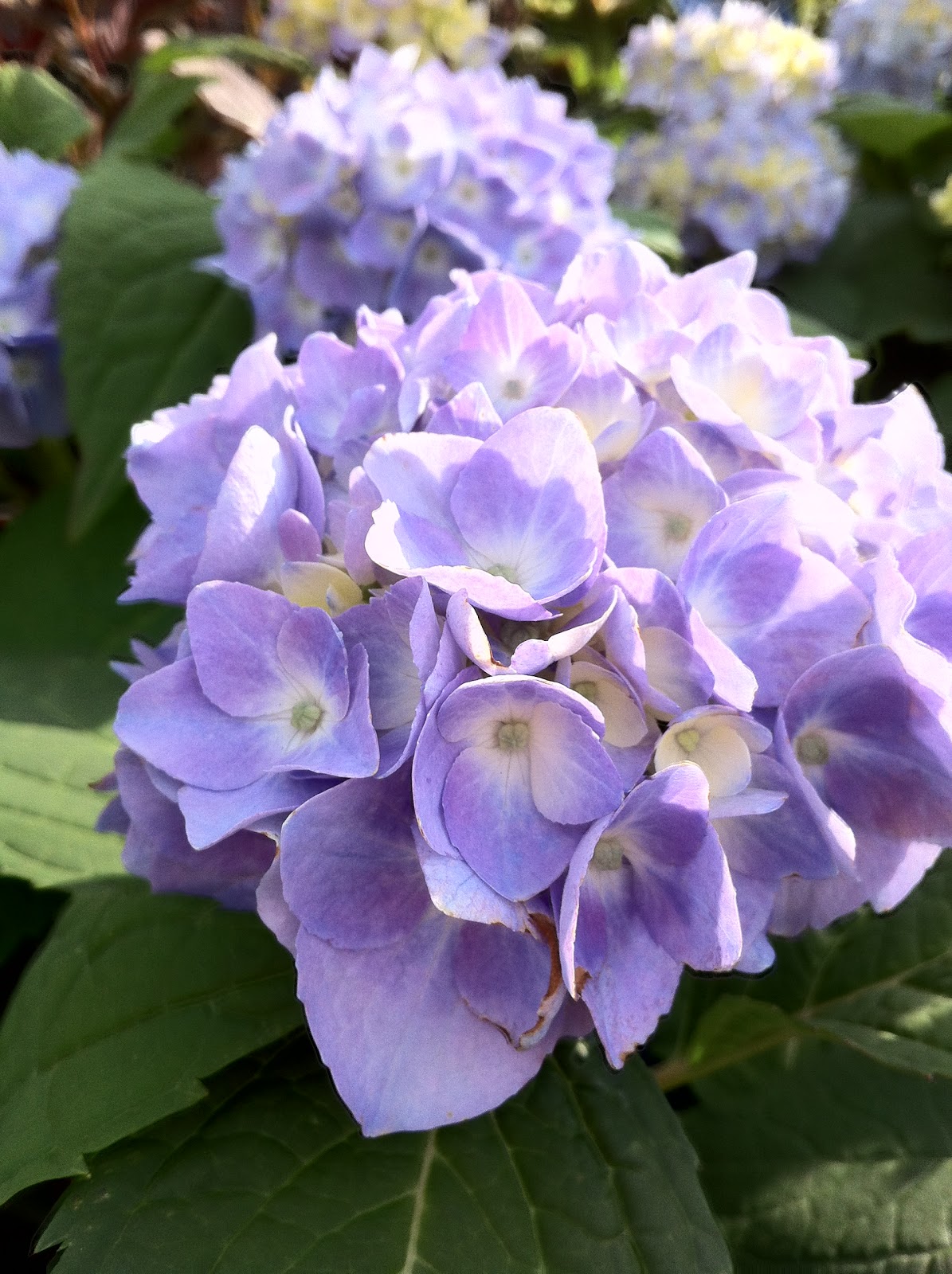 The Enchanted Petal: hydrangea