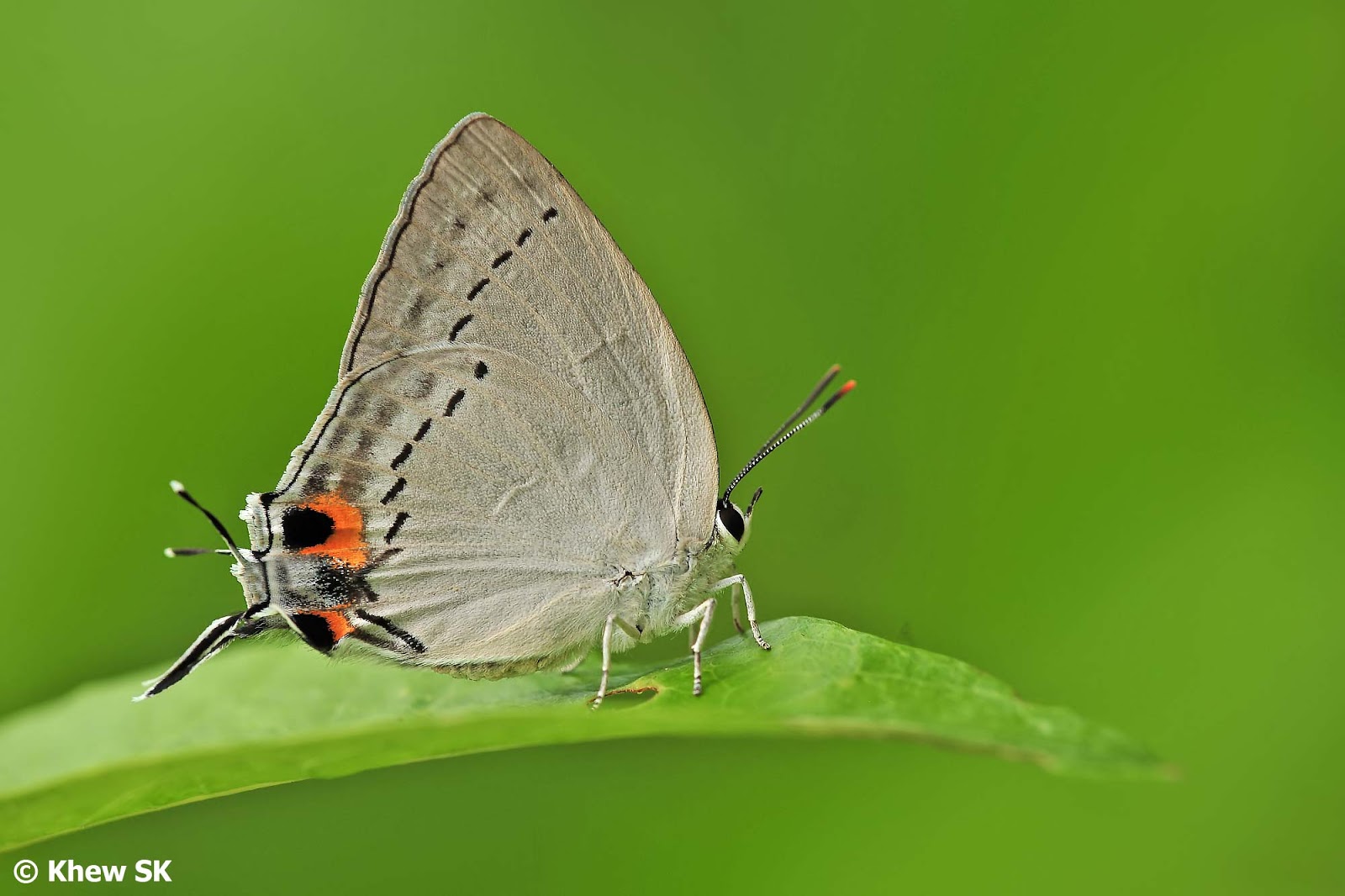 Butterflies of Singapore: Singapore's Royalty - Part 1