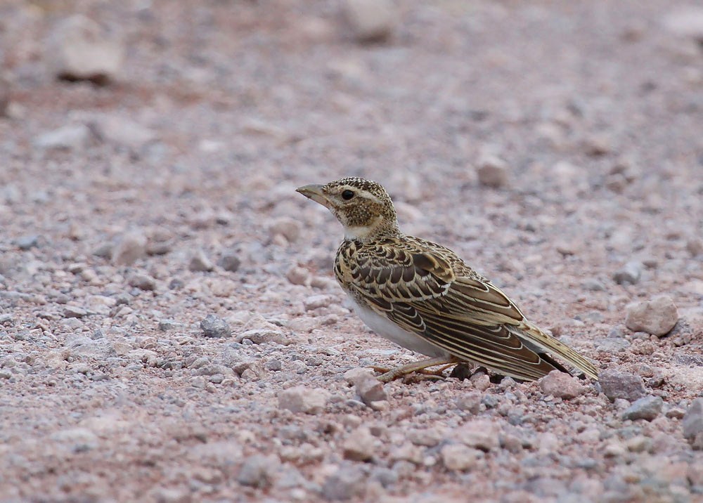 Richard Smith - Birdwatching Days Out: ROMANIA, Sinoe, Constanta, Part ...