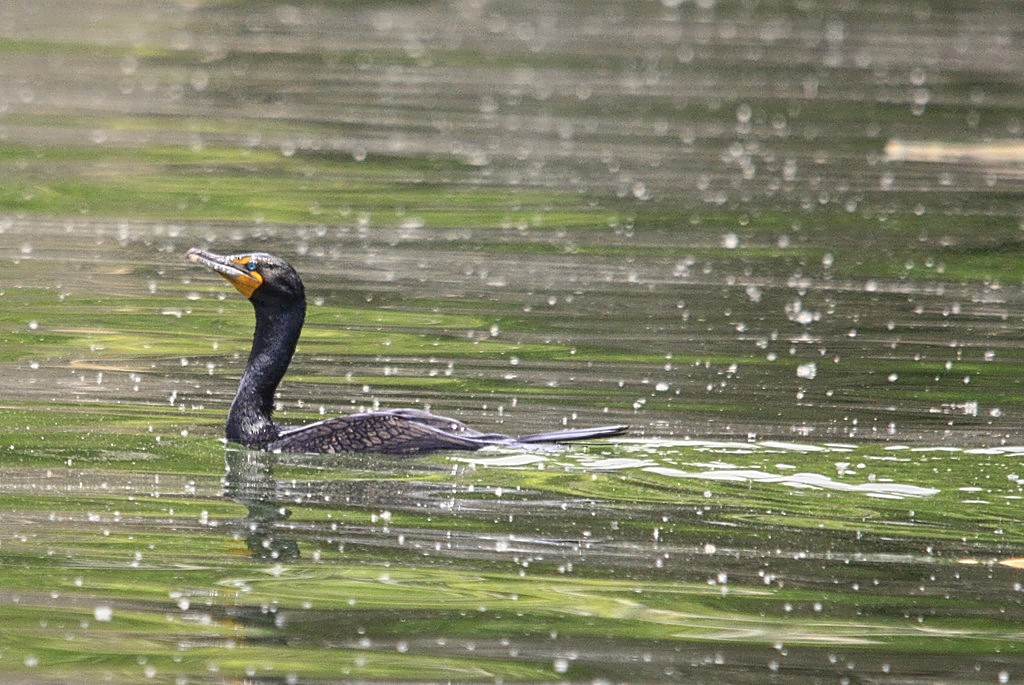 Gary's Outdoor Wanderings2: IN SEARCH OF A CORMORANT ROOKERY