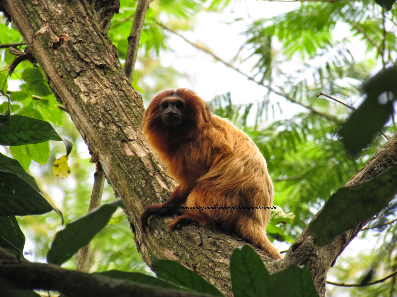 Fauna da Mata Atlântica Estado do Rio de Janeiro: Mico Leão Dourado ...