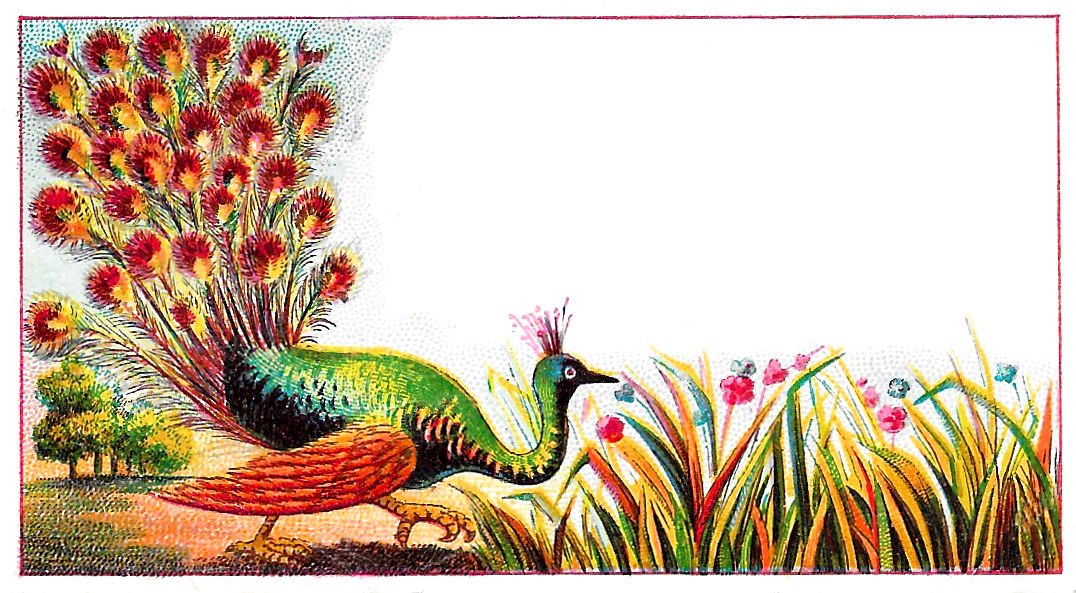 Peacock Border Clip Art