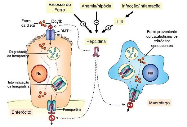 incluindo enterócitos