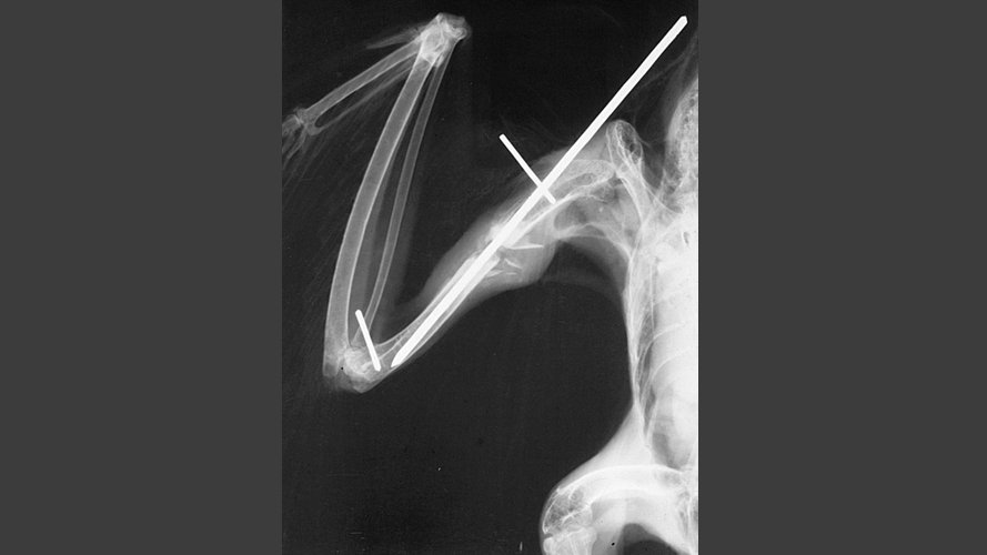 Rigging Asylum: Bird Anatomy - Skeletal