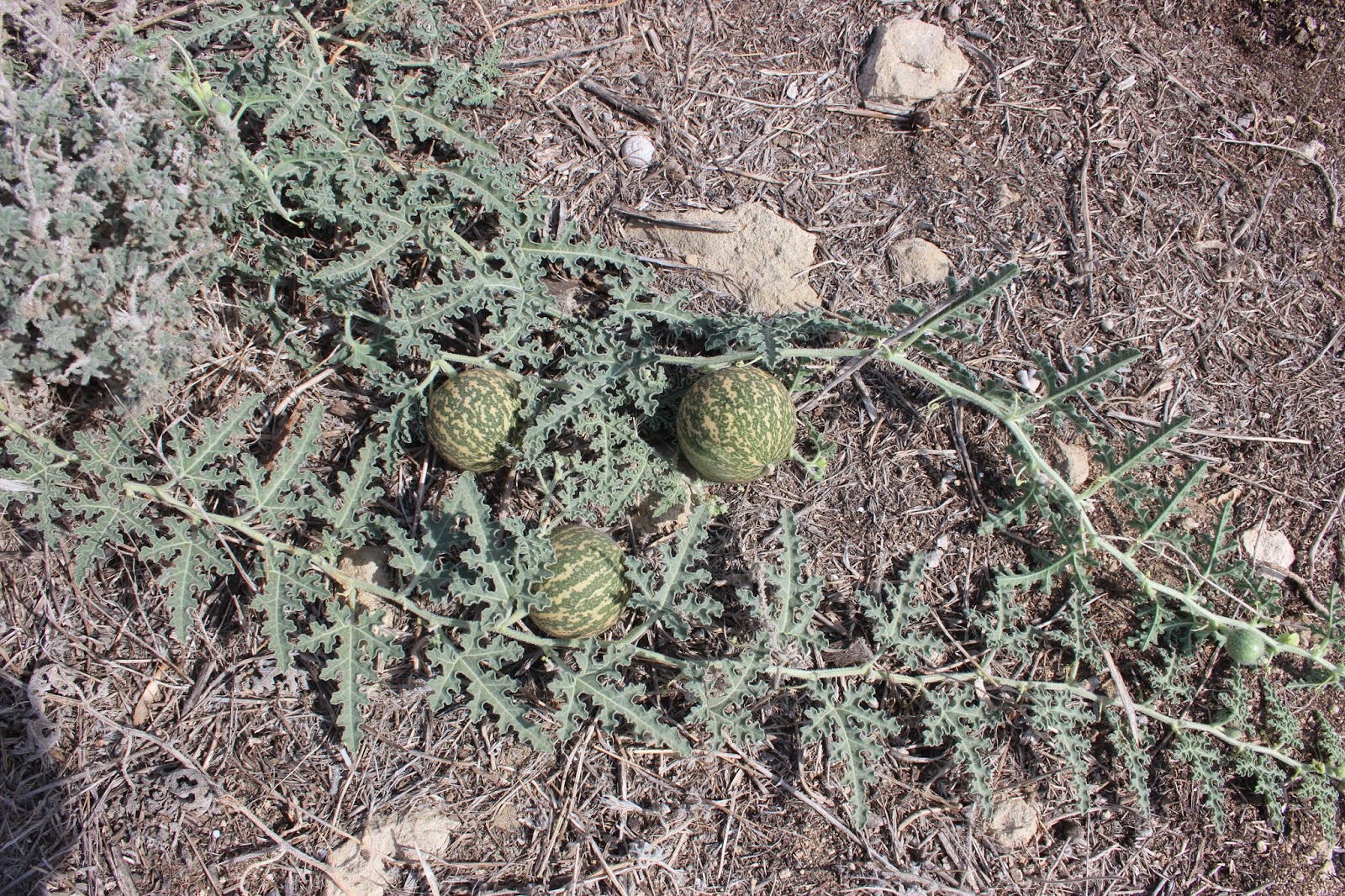 Biodiversity of Cyprus by NGO Protection of the Natural Heritage and ...