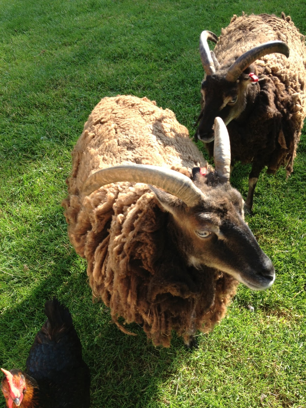 Crocheting at Timaru: Sheep Shearing in the Wop Wops