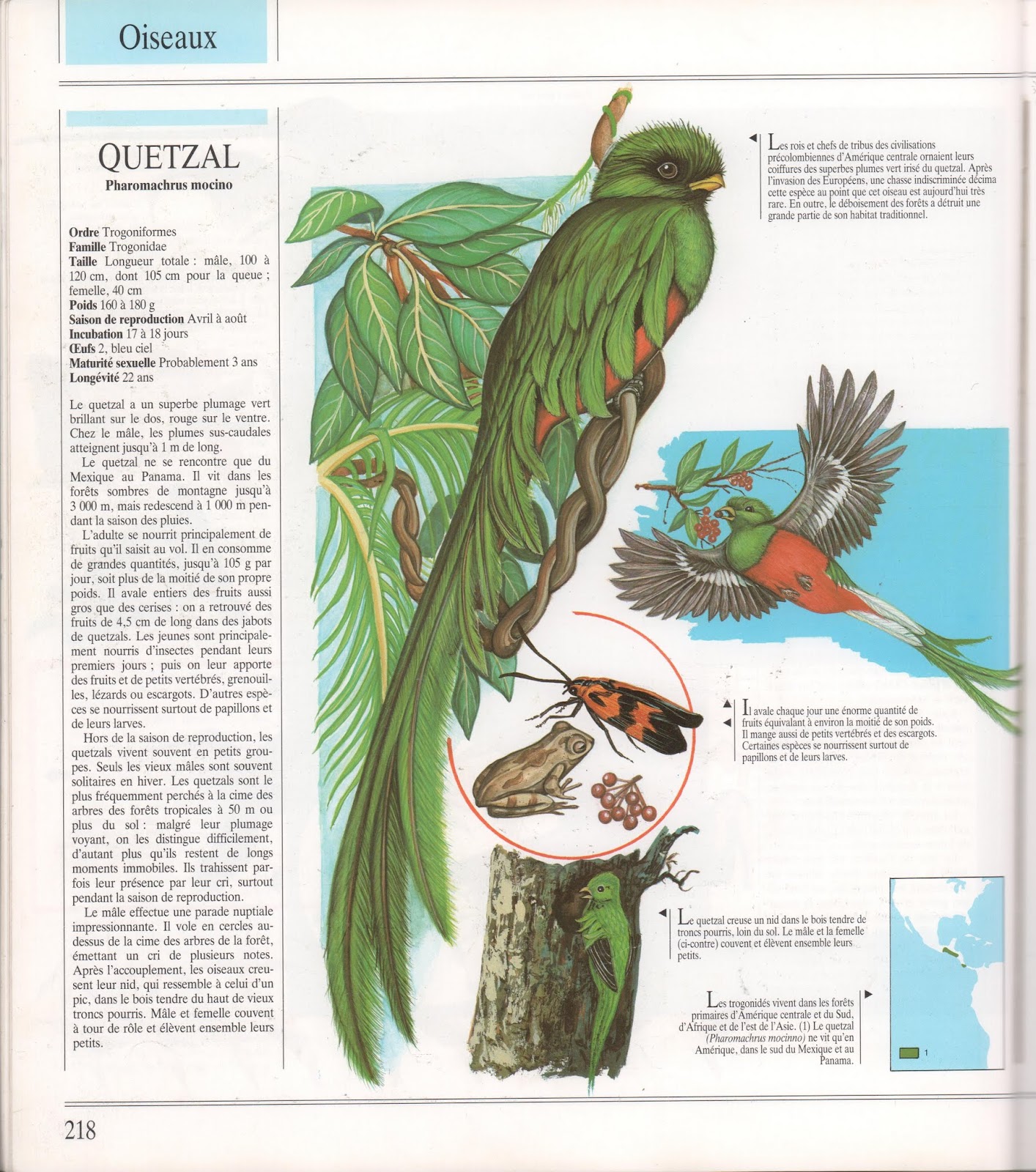Leçons de choses: Oiseaux (Encyclopédie du monde animal)