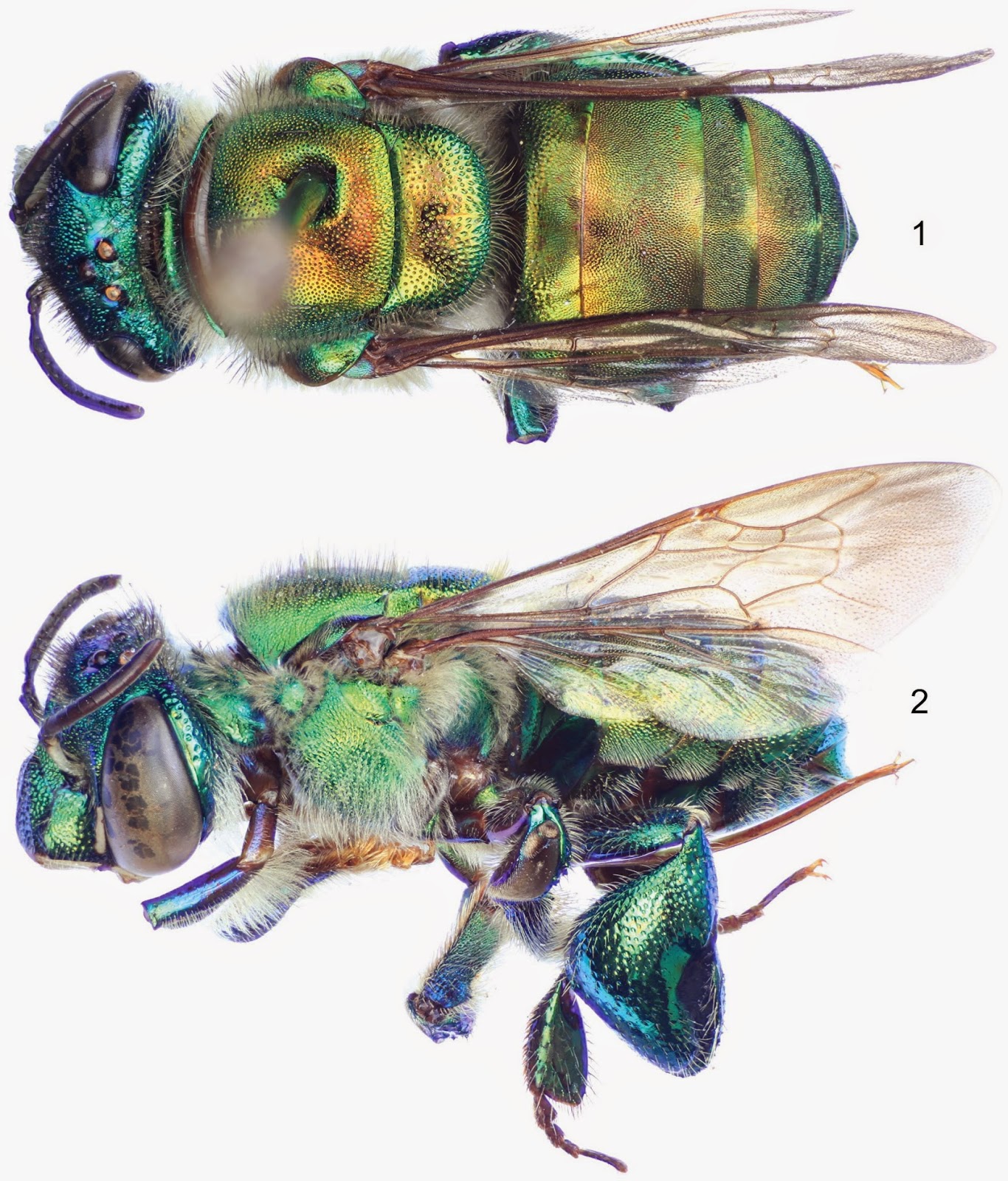 Sciency Thoughts: Two new species of Orchid Bee from Columbia and Brazil.