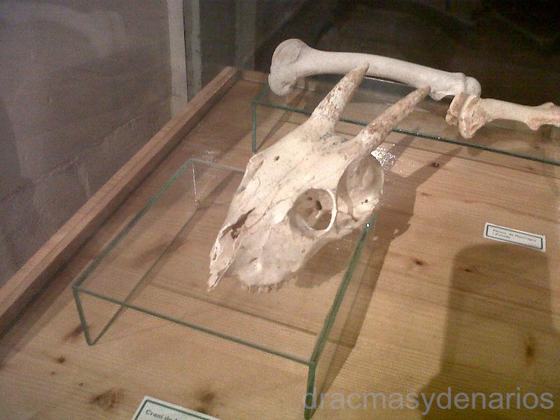 dracmas y denarios: Myotragus Balearicus: Especie Balear extinta