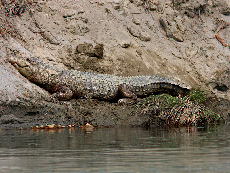 The Peshwa Udyan at Pune is one of the several garden sites of Pune ...