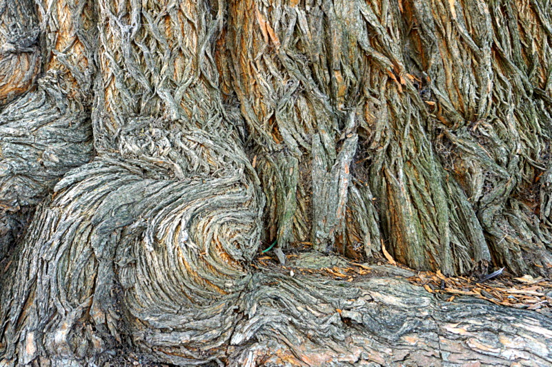 Gramma's Little Corner: The Bois d'Arc Tree