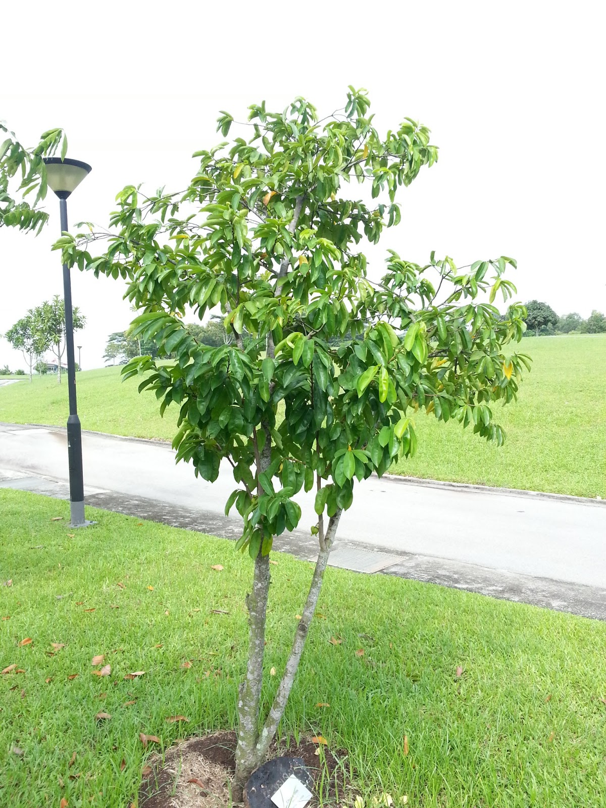 Riverine Parks: Soursop (Annona muricata)