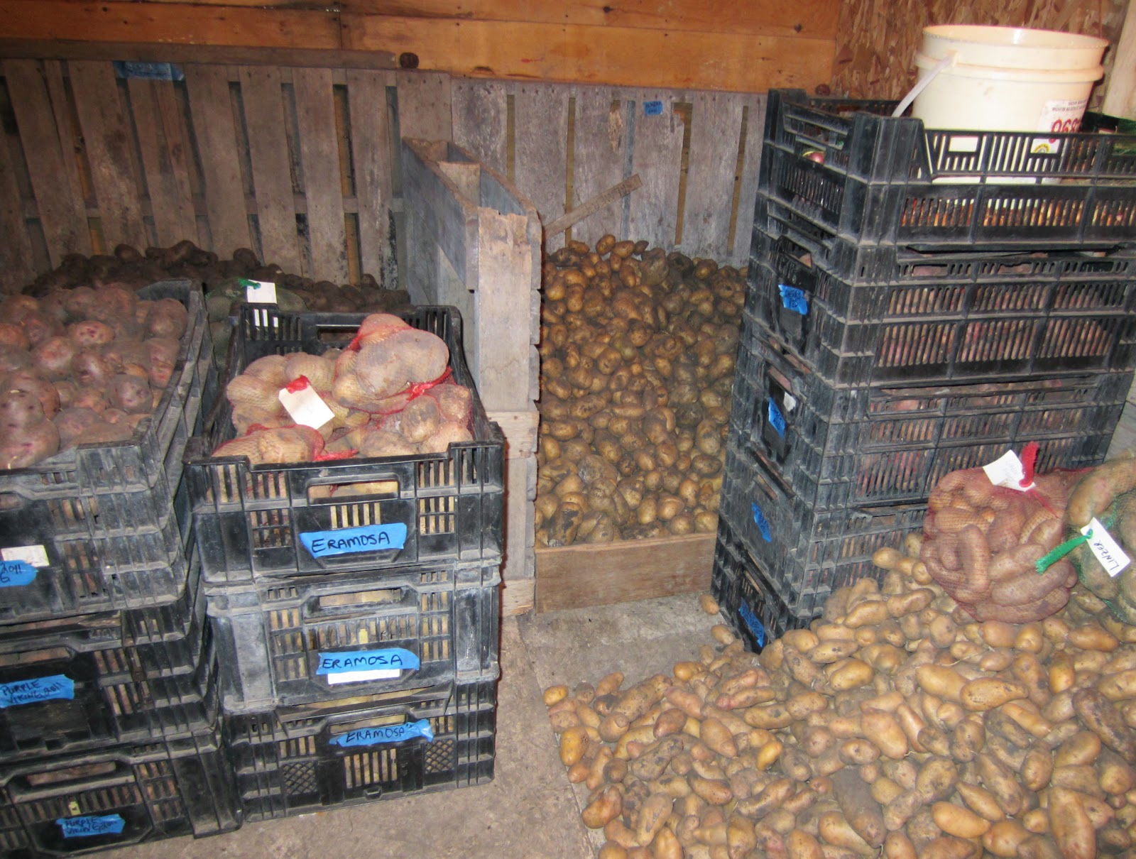 Aagaard Farms THE VINE: We're Collecting Potatoes!