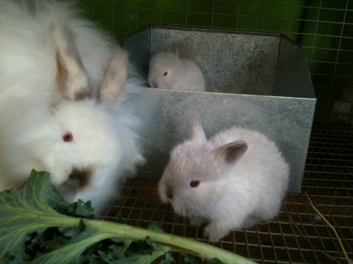 HeartSong Farms: Angora Rabbit Breeding Information