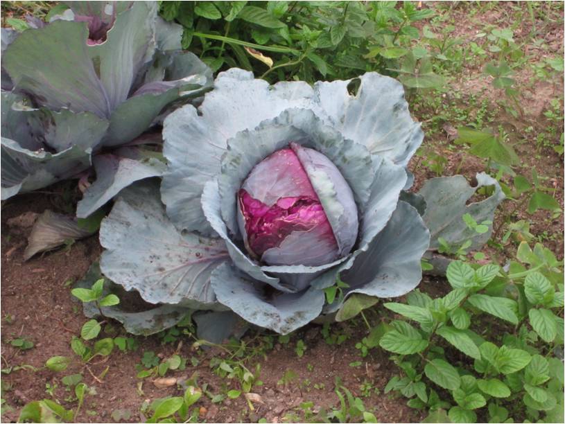 Horta de fim-de-semana: Repolhos de couve roxa