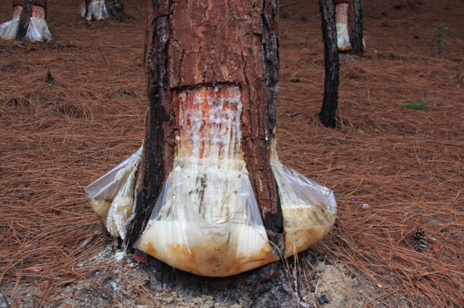 Blog Resina de Pinus: Visita Técnica ao Primeiro Projeto de Resinagem ...