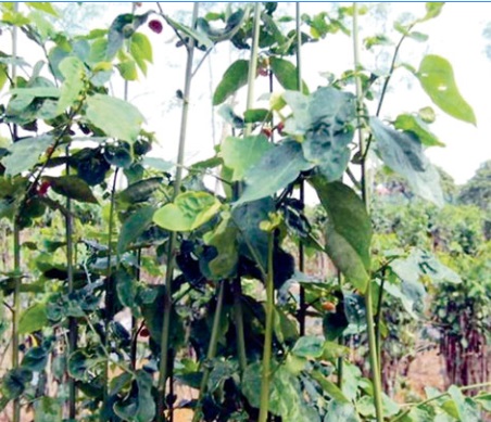 Anim Agro Technology: CEKUR MANIS - KENALI DAN KHASIATNYA